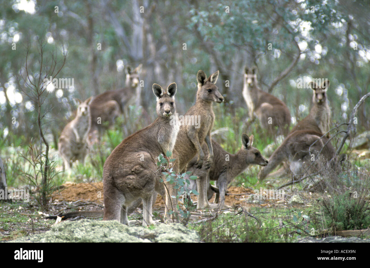 Kangaroo family in woodland Stock Photo - Alamy