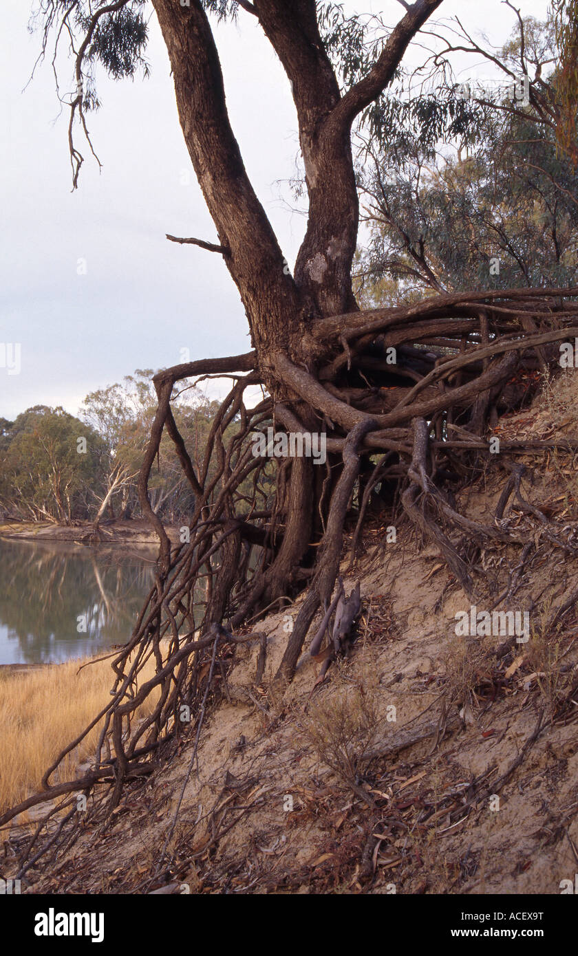 Exposed Tree Roots River Bank High Resolution Stock Photography and ...
