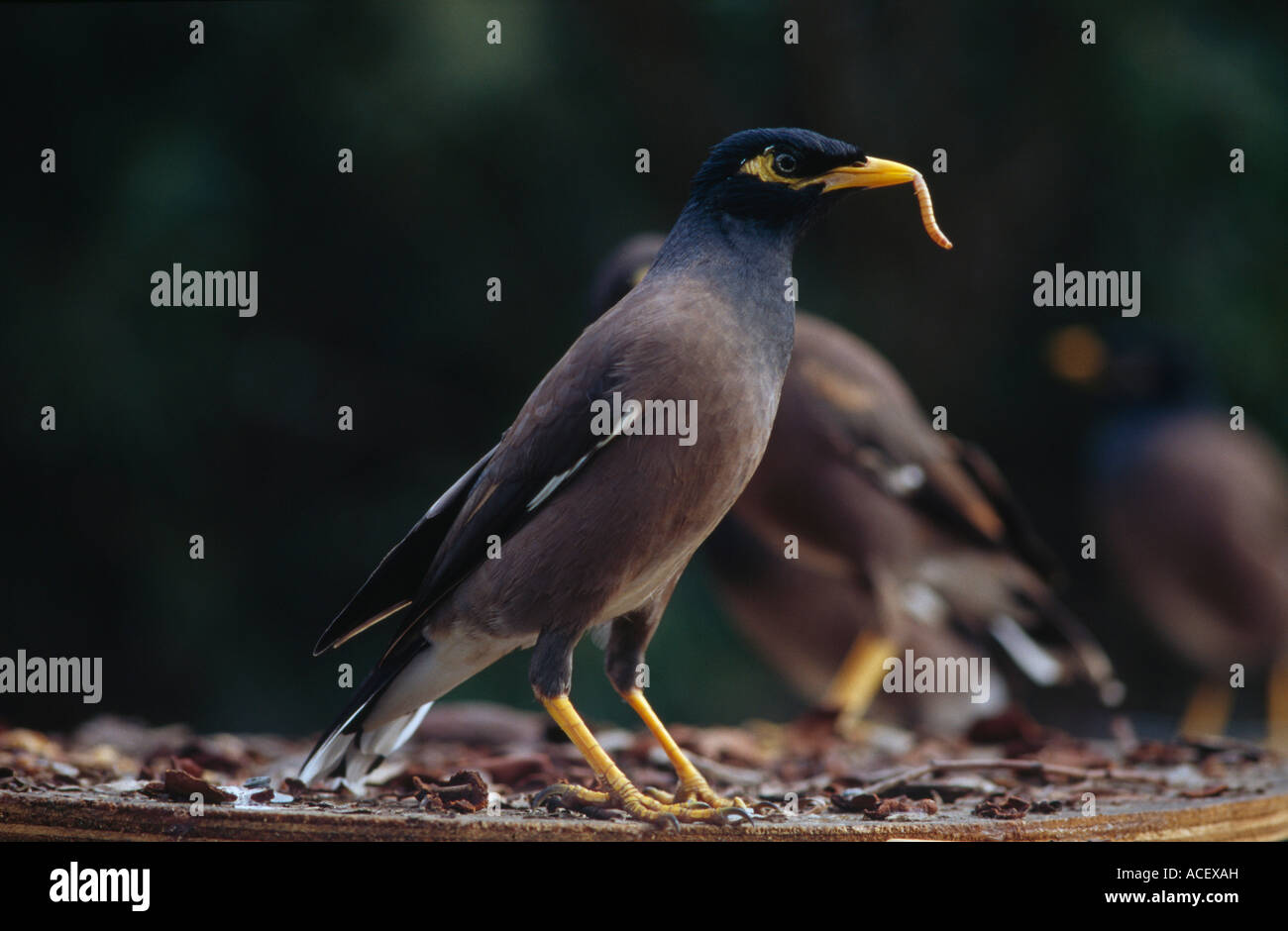 Indian myna (mynah) with worm Stock Photo - Alamy