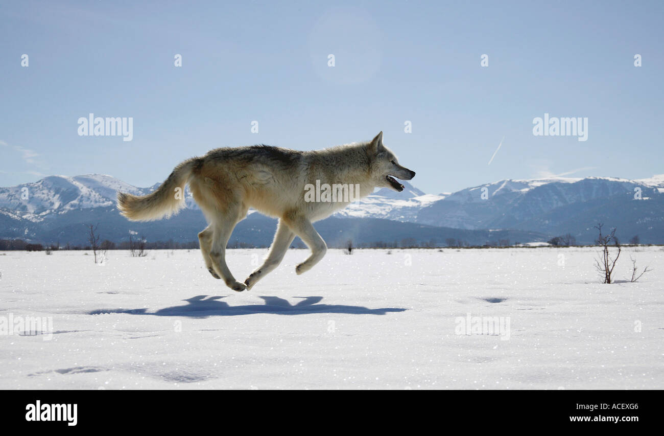 Wolf running across snow hi-res stock photography and images - Alamy