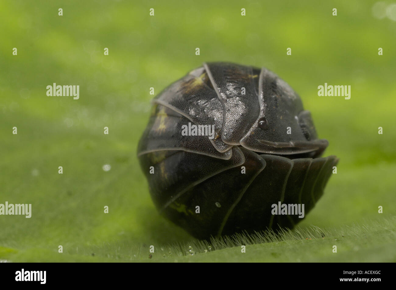 Pill Woodlouse (Armadillidium vulgare) coiled up in to ball Stock Photo ...