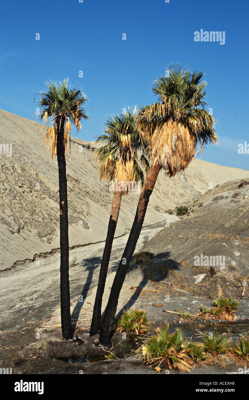 CALIFORNIA Palm Springs Palm trees grow along San Andreas fault three ...