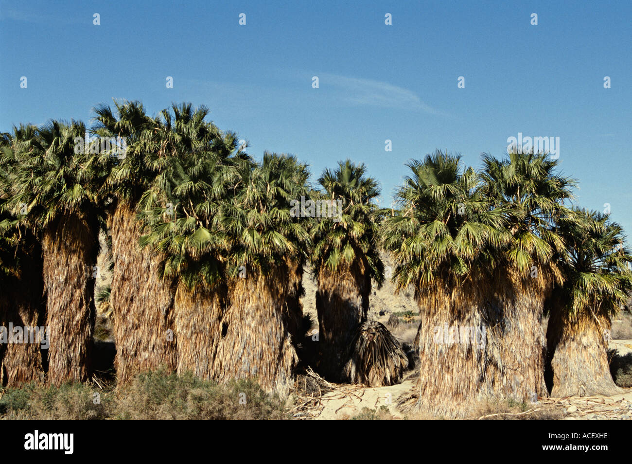 CALIFORNIA Palm Springs Thousand Palms oasis California fan palm ...