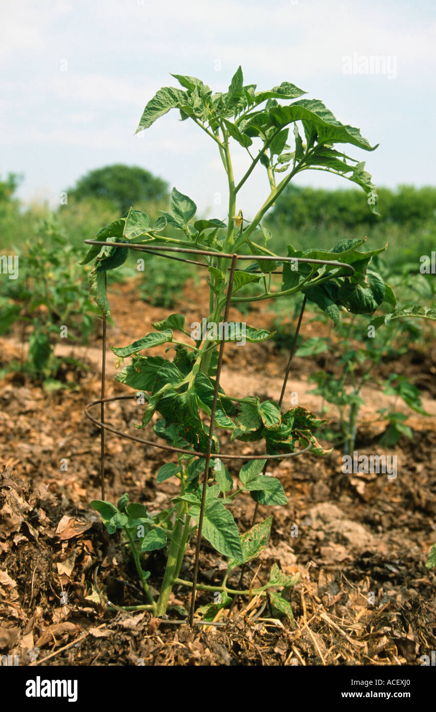 VEGETABLES Richmond IL Tomato plants mulched in field Organic farm ...