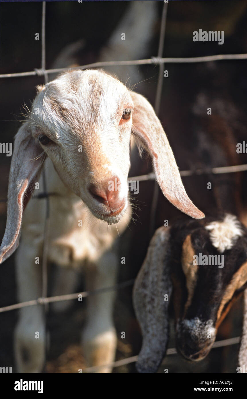 LIVESTOCK Richmond Illinois Two nubian goats stick heads through wire ...