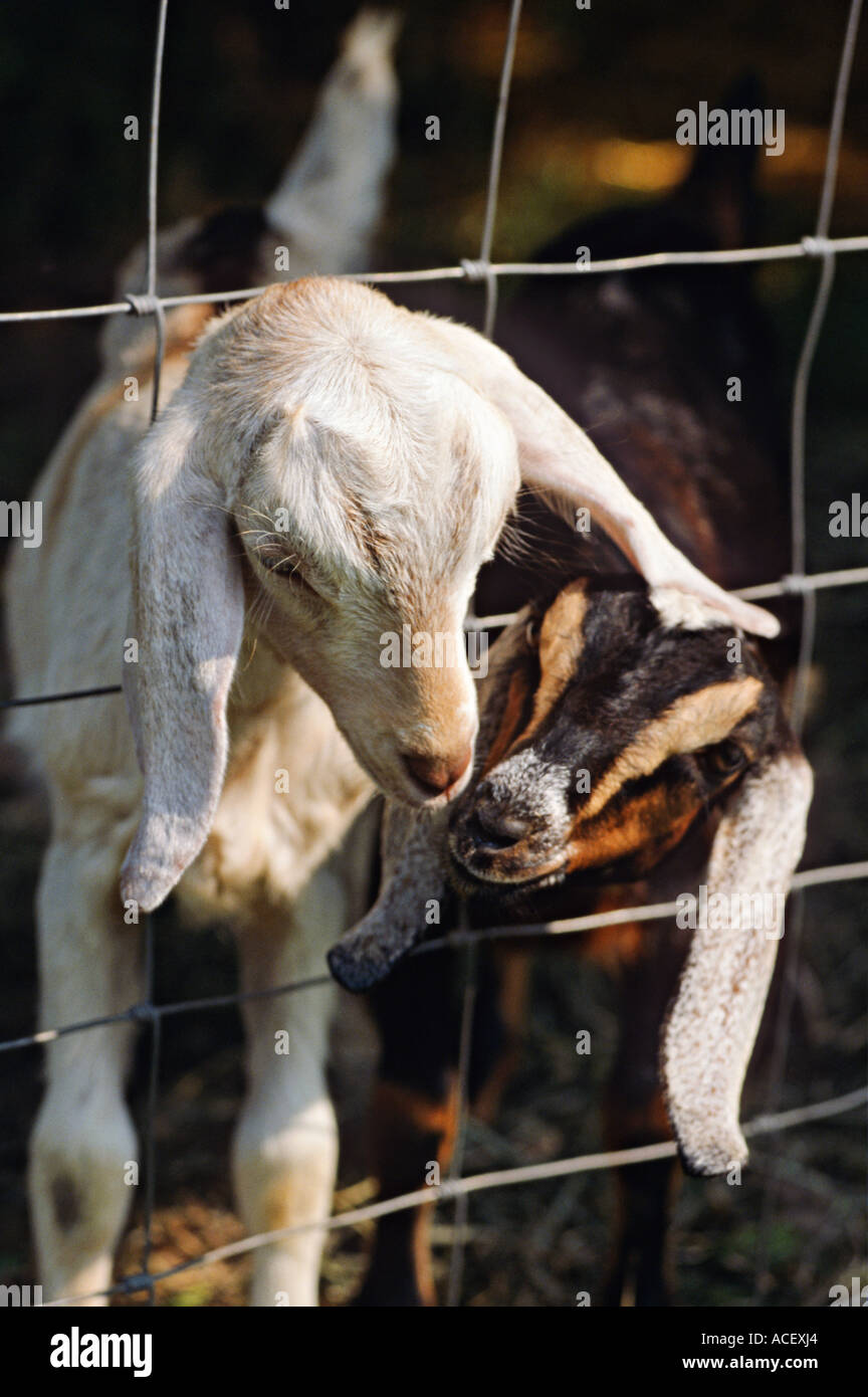 LIVESTOCK Richmond Illinois Two nubian goats stick heads through wire ...
