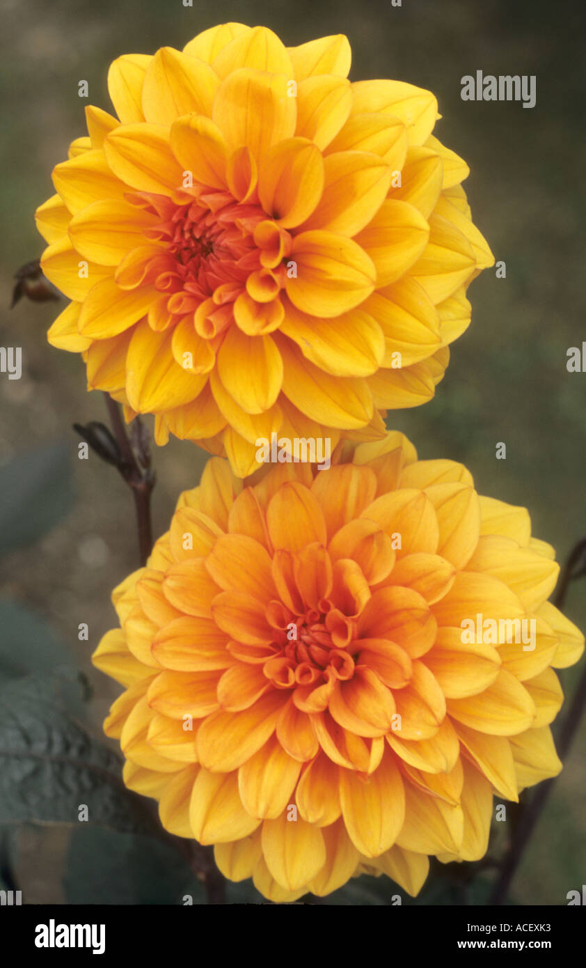 Dahlia 'David Howard', miniature decorative, 5e, yellow and orange, two ...