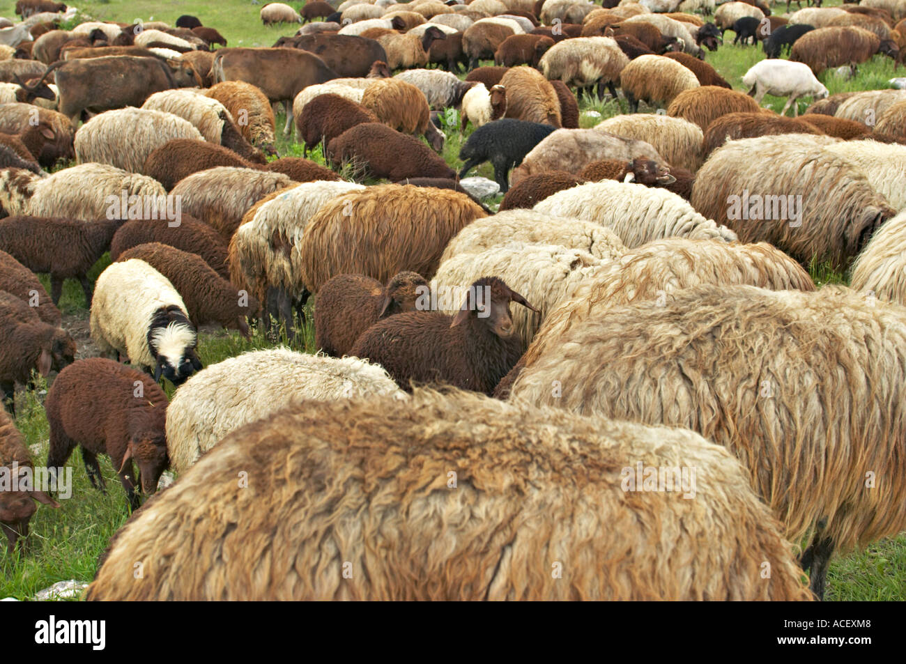 Brown lambs in flock of sheep hi-res stock photography and images - Alamy