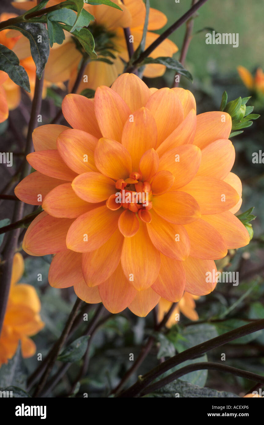 Dahlia Joan Beecham small waterlily 4d Stock Photo - Alamy
