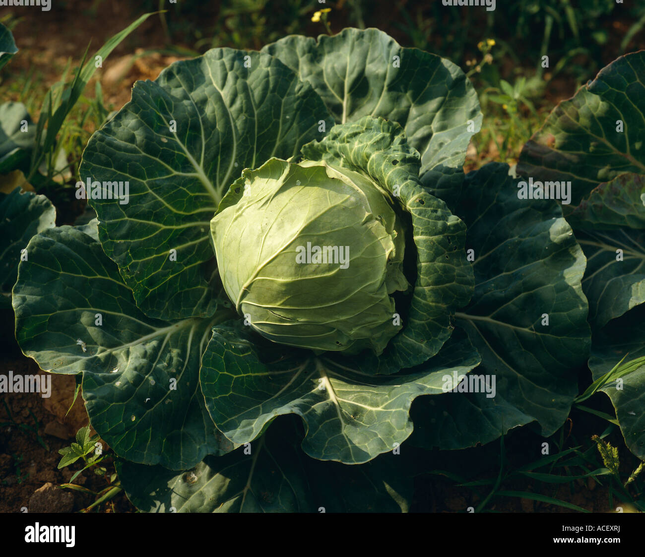 Cabbage vegetables garden Stock Photo - Alamy