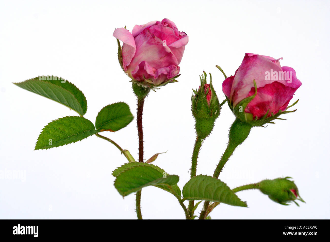 Damask Rose Rosa damascena Stock Photo - Alamy