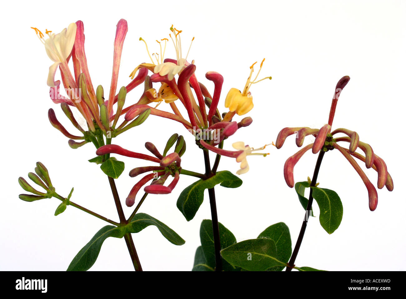 Lonicera sp hi-res stock photography and images - Alamy