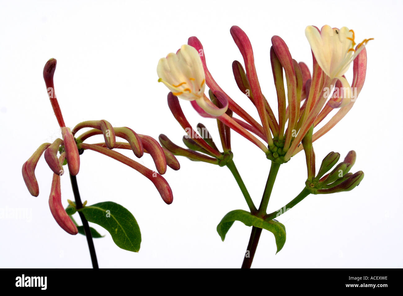 Honeysuckle Lonicera sp Stock Photo - Alamy