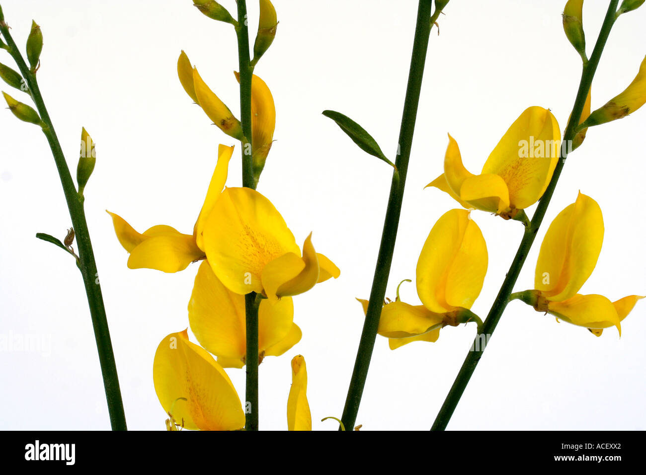 Spanish broom Spartium junceum Stock Photo - Alamy