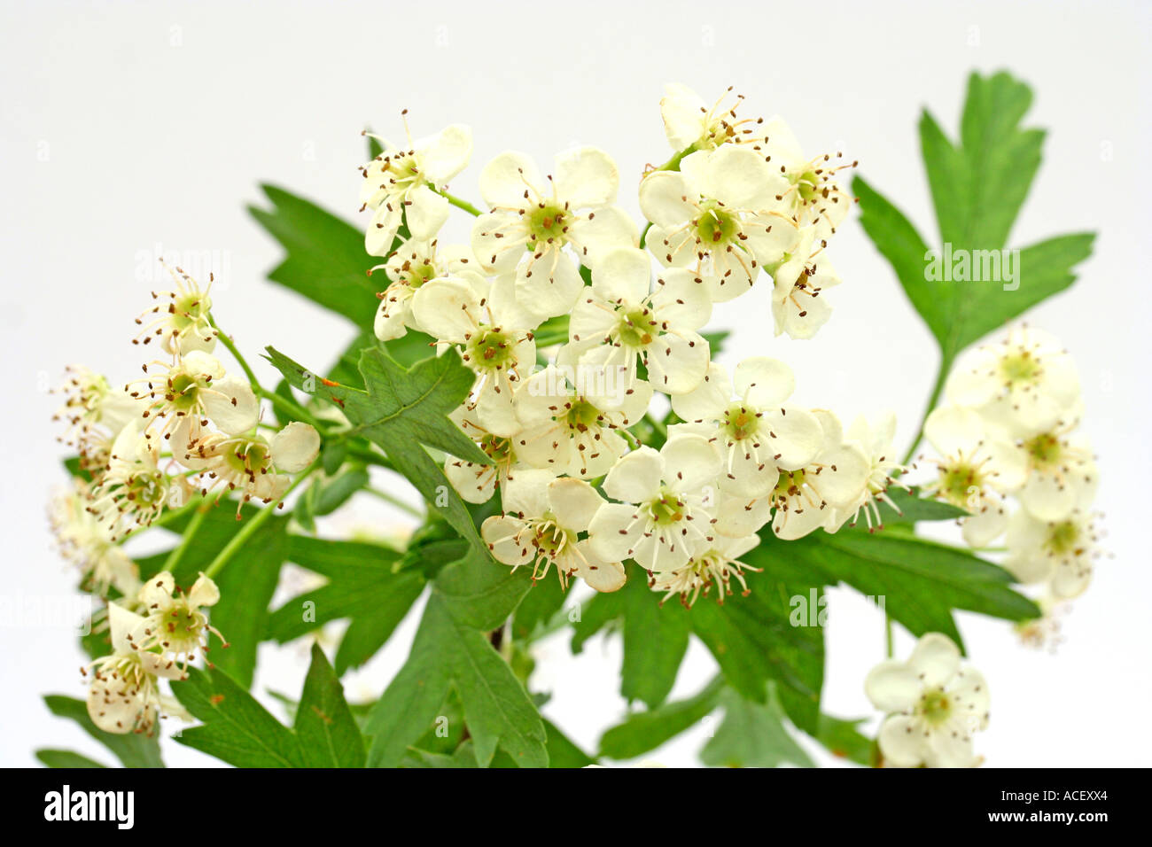 Hawthorn crataegus oxyacantha hi-res stock photography and images - Alamy
