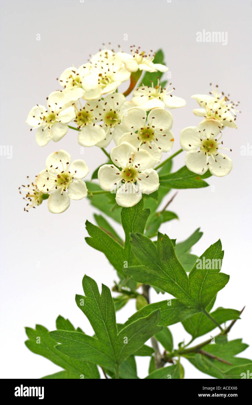 Hawthorn Crataegus Oxyacantha Stock Photos & Hawthorn Crataegus ...