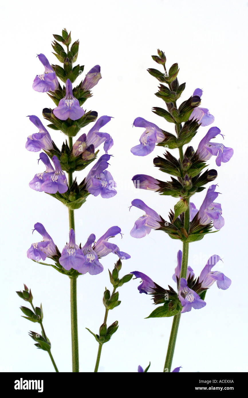 Sage Salvia officinalis Stock Photo - Alamy