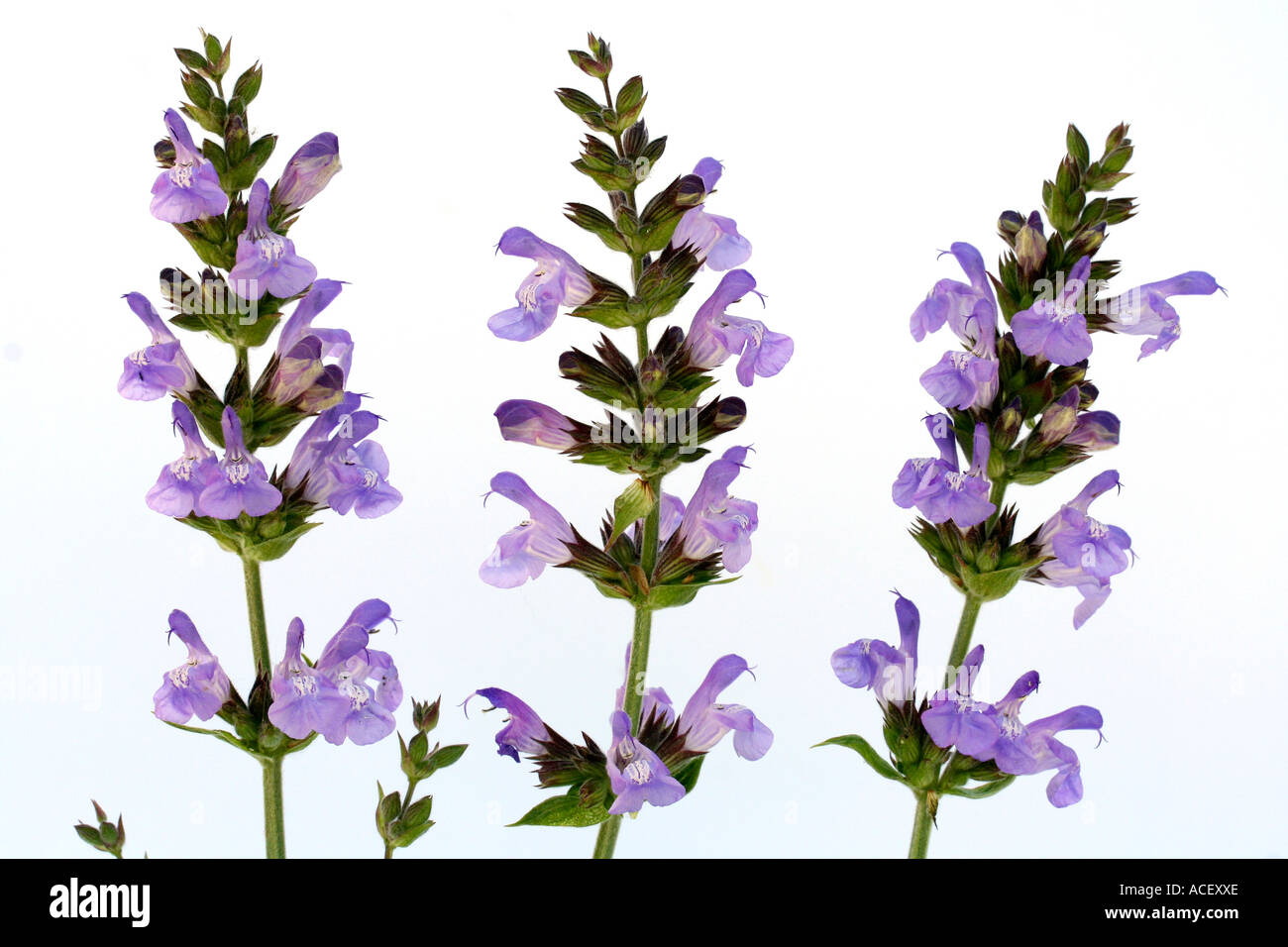 Sage Salvia officinalis Stock Photo - Alamy
