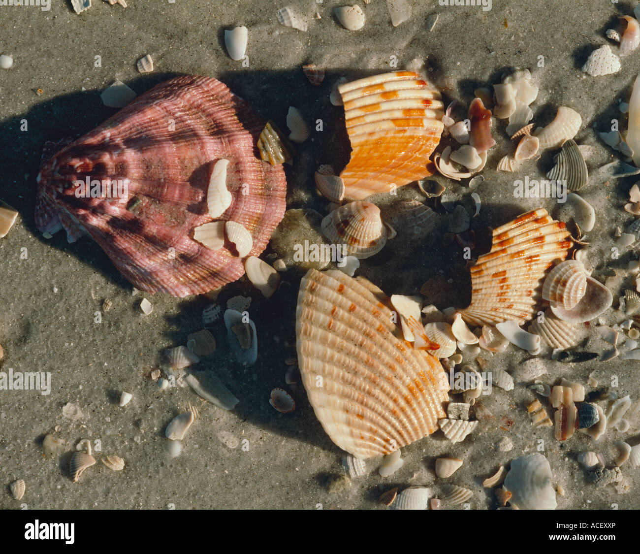 Shells on beach Stock Photo - Alamy