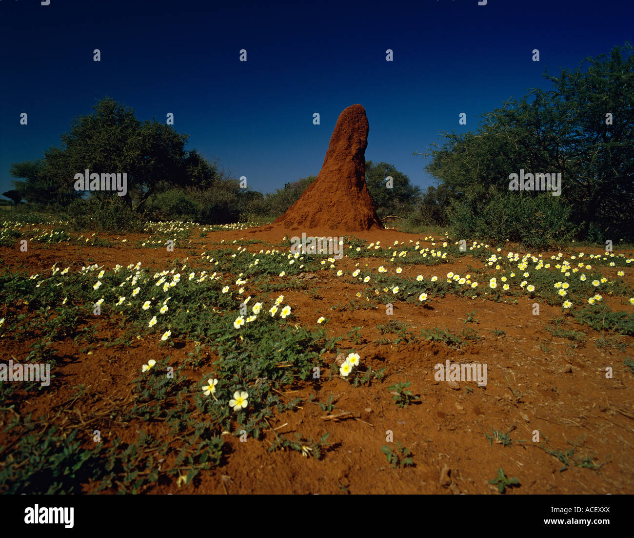 Strange tree formation hi-res stock photography and images - Alamy