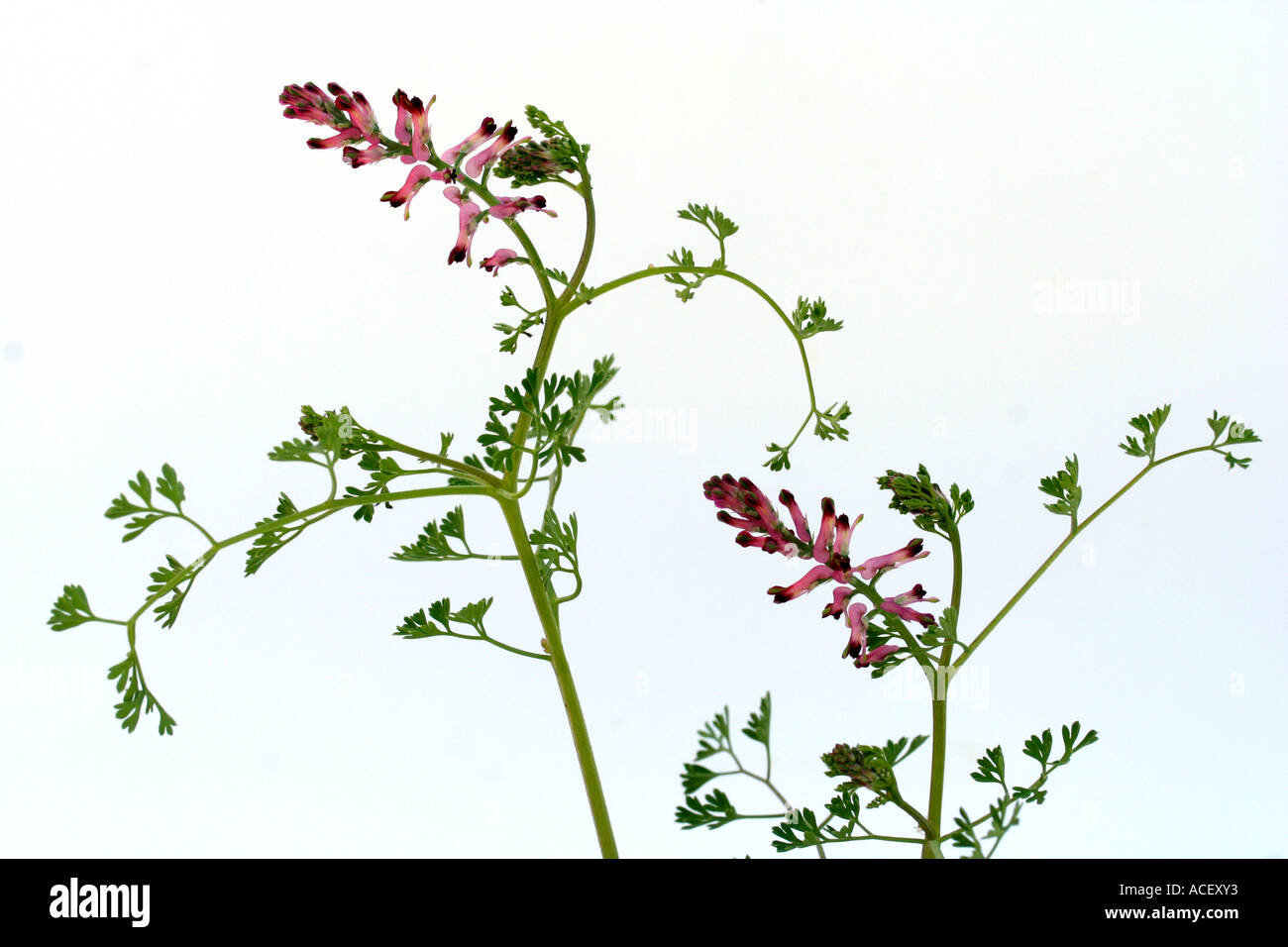 Fumitory Fumaria officinalis Stock Photo - Alamy