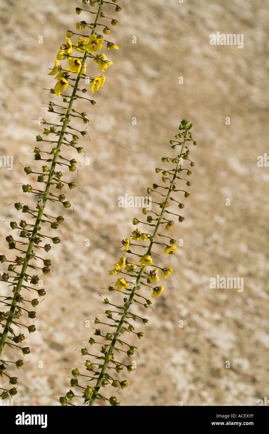 Greek mullein hi-res stock photography and images - Alamy