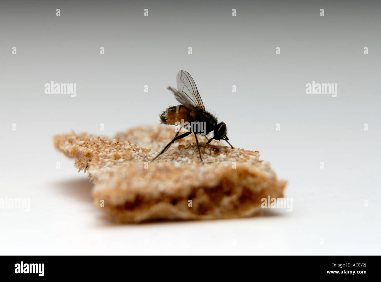 fly on food Stock Photo - Alamy