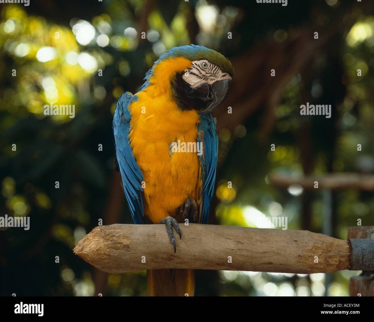 Mackaw bird blue and yellow Stock Photo - Alamy