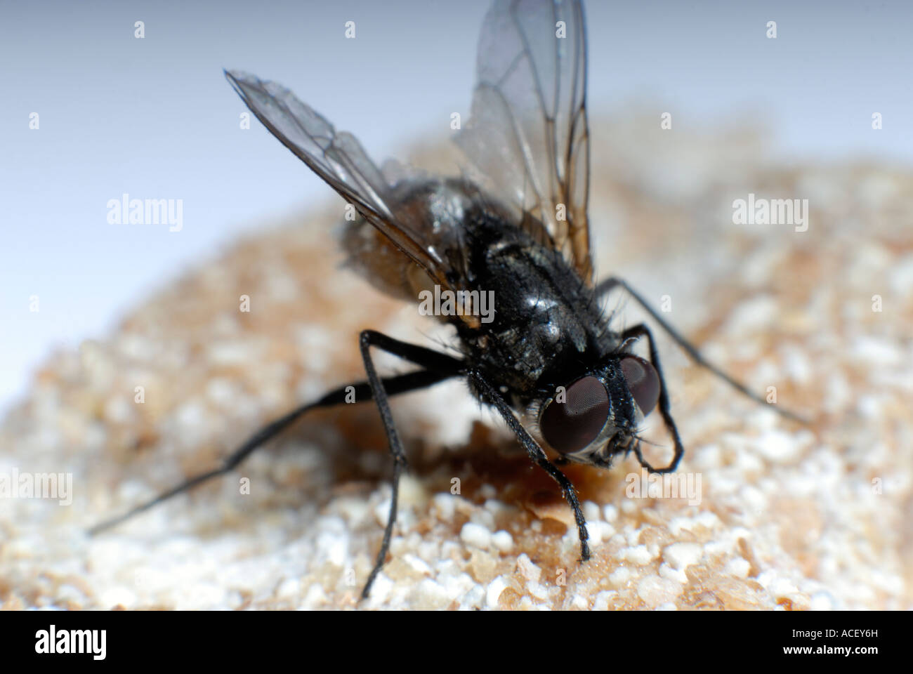 fly on food Stock Photo - Alamy