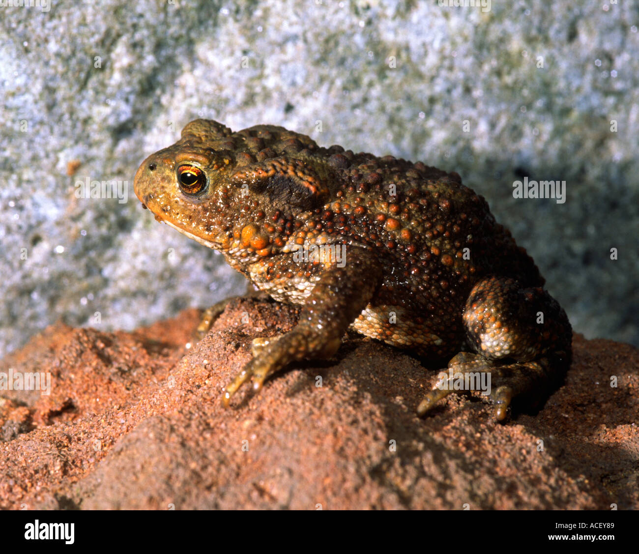 Toad bank hi-res stock photography and images - Alamy
