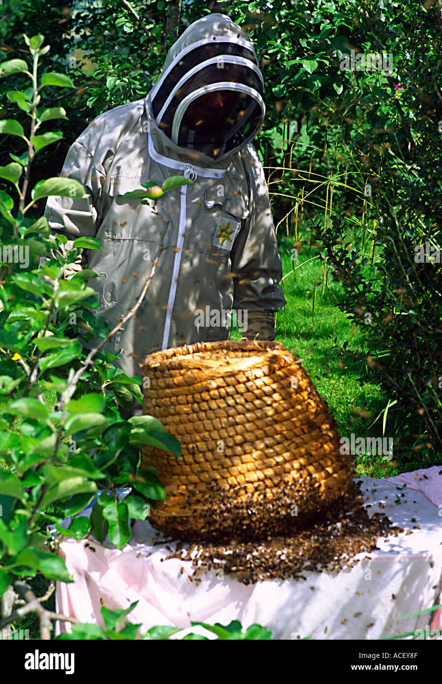 Beekeeper with swarm Stock Photo - Alamy