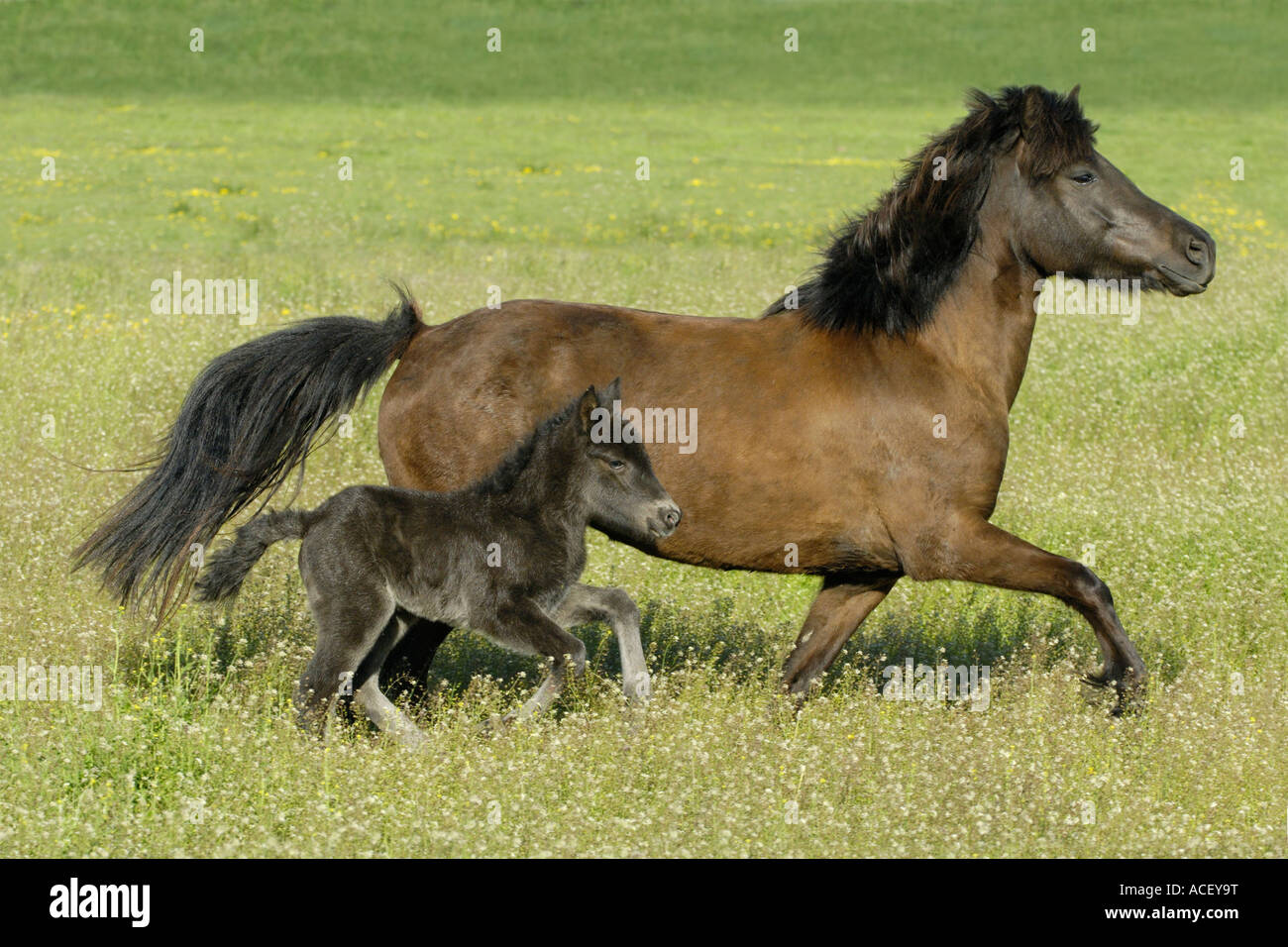 Broodmare hi-res stock photography and images - Alamy