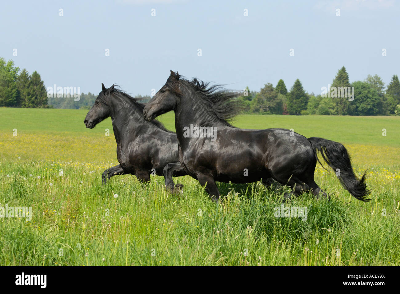 Two Friesian horses trotting in the paddock Stock Photo - Alamy