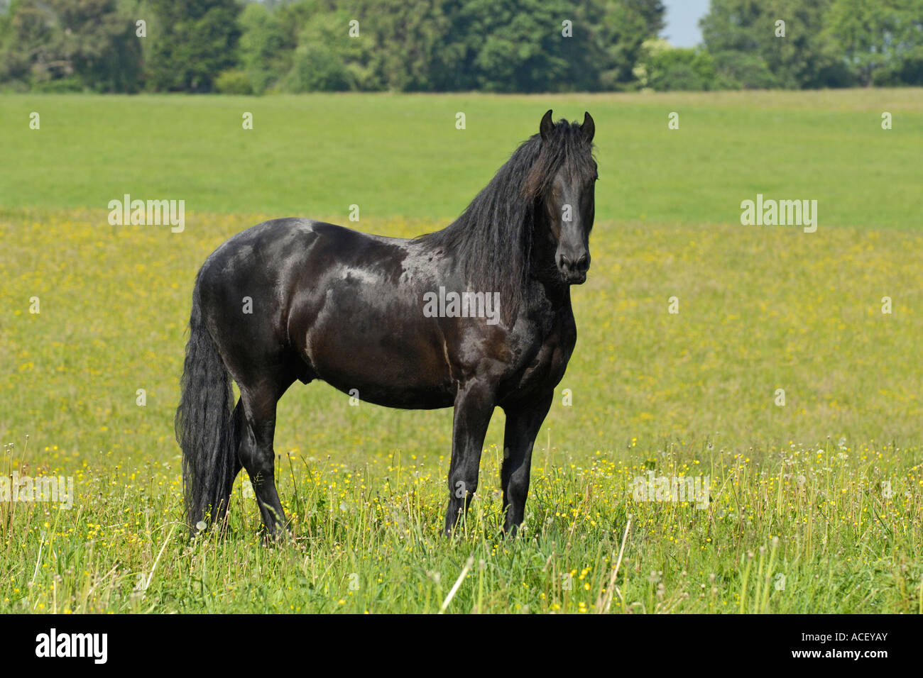 Friesian horse standing in a meadow Stock Photo - Alamy
