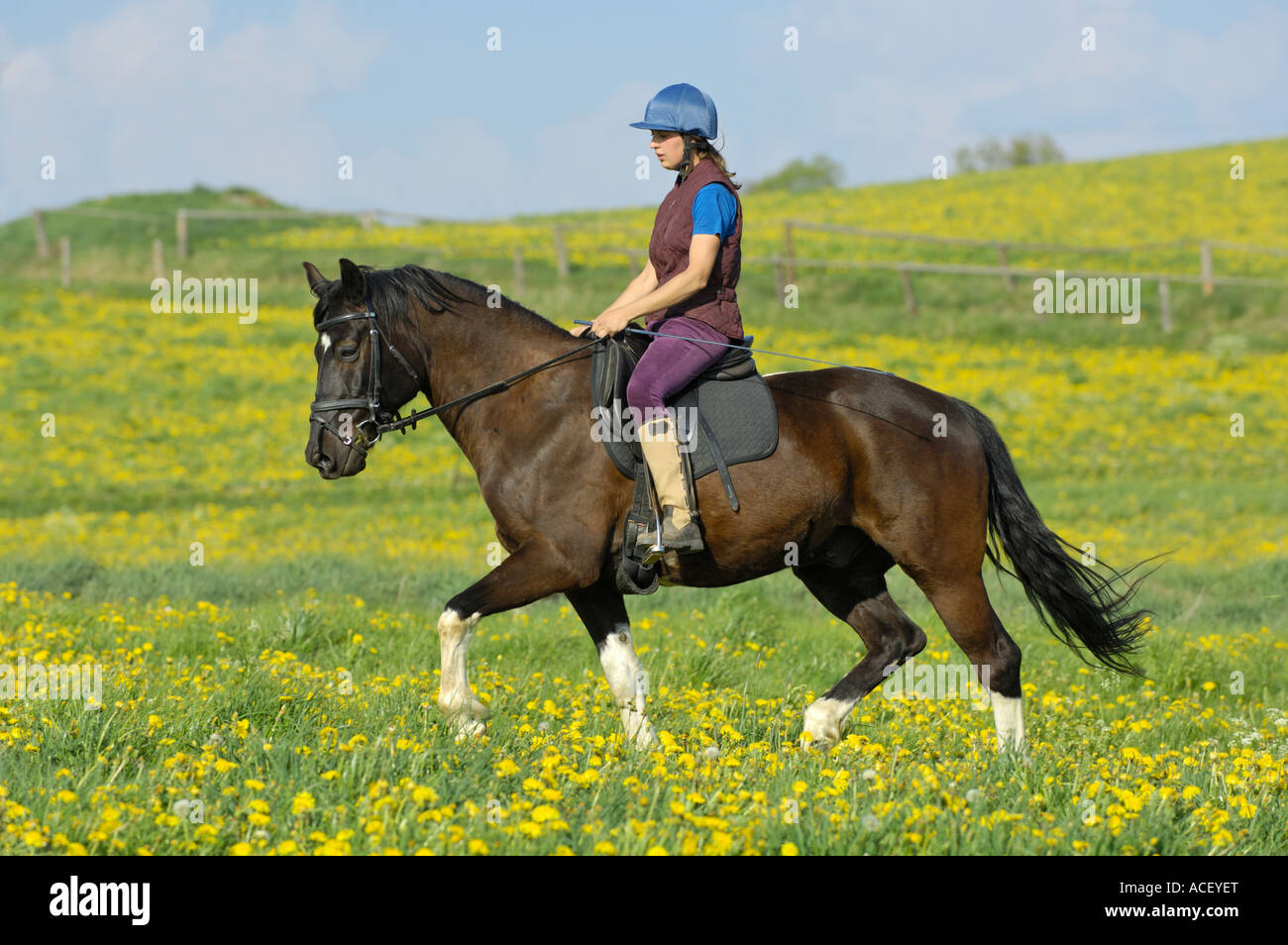 Flowers horse riding rider hi-res stock photography and images - Alamy