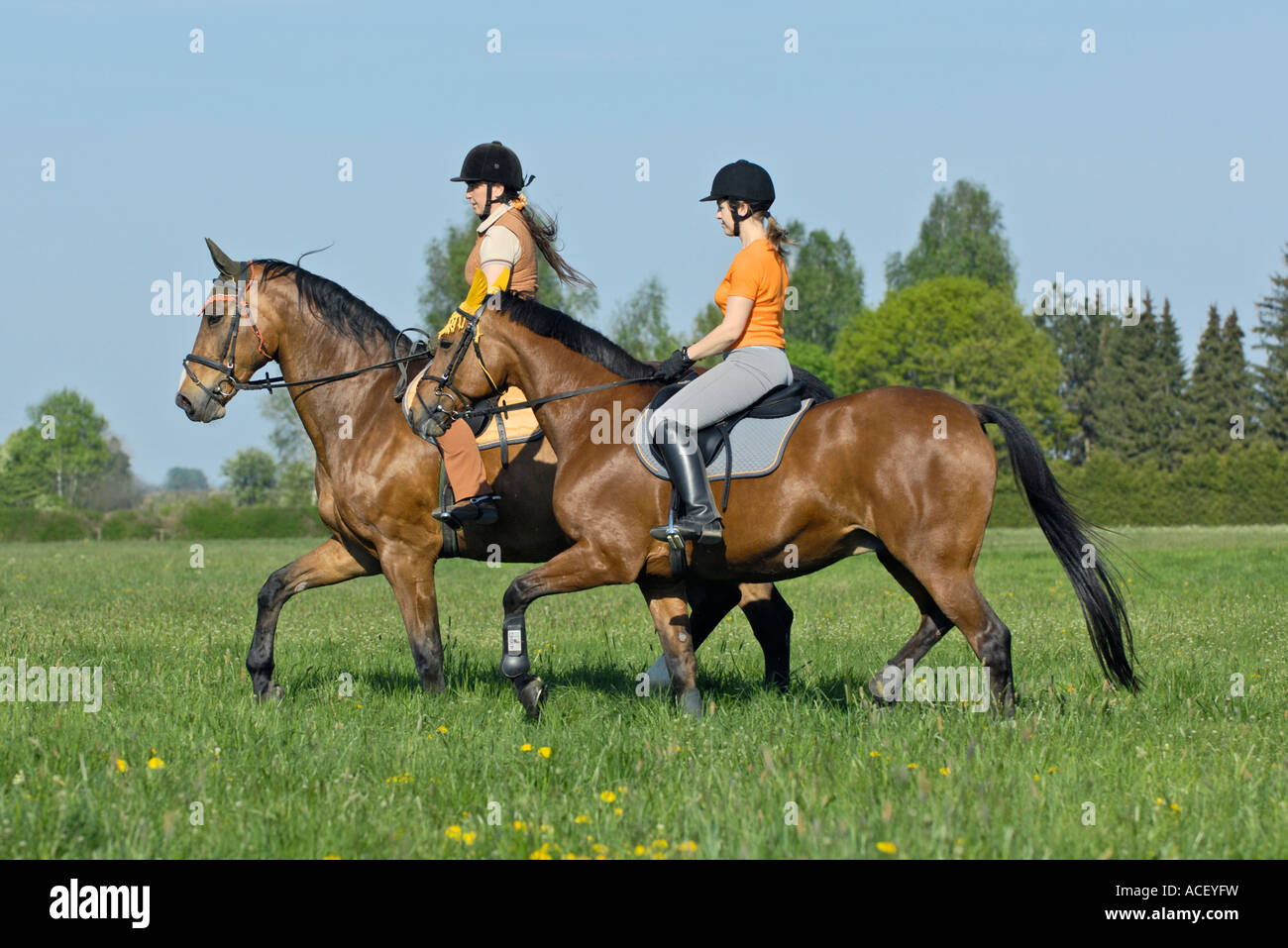 Outdoor side view horse galloping hi-res stock photography and images ...