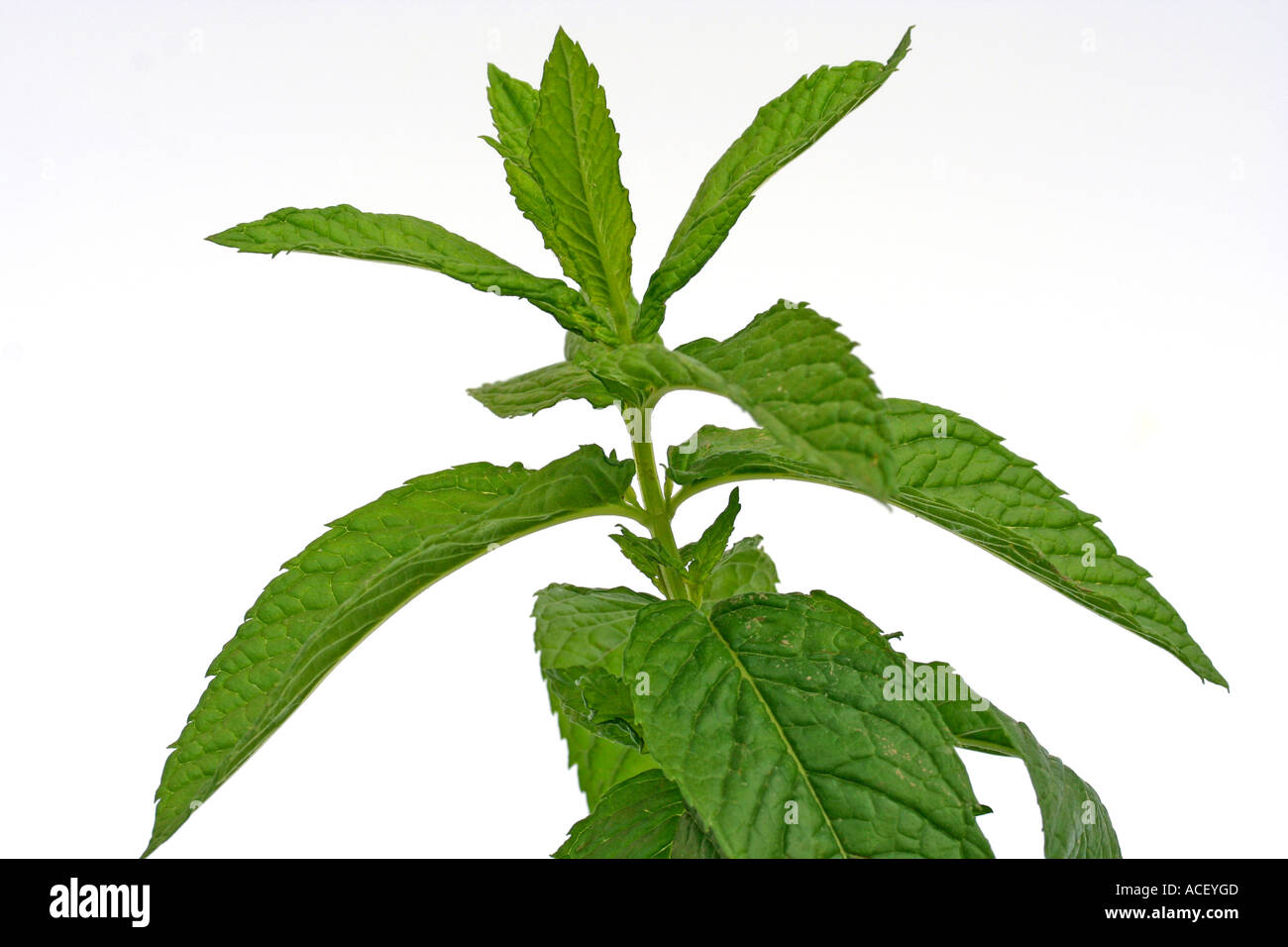 Mint Mentha sp Stock Photo - Alamy