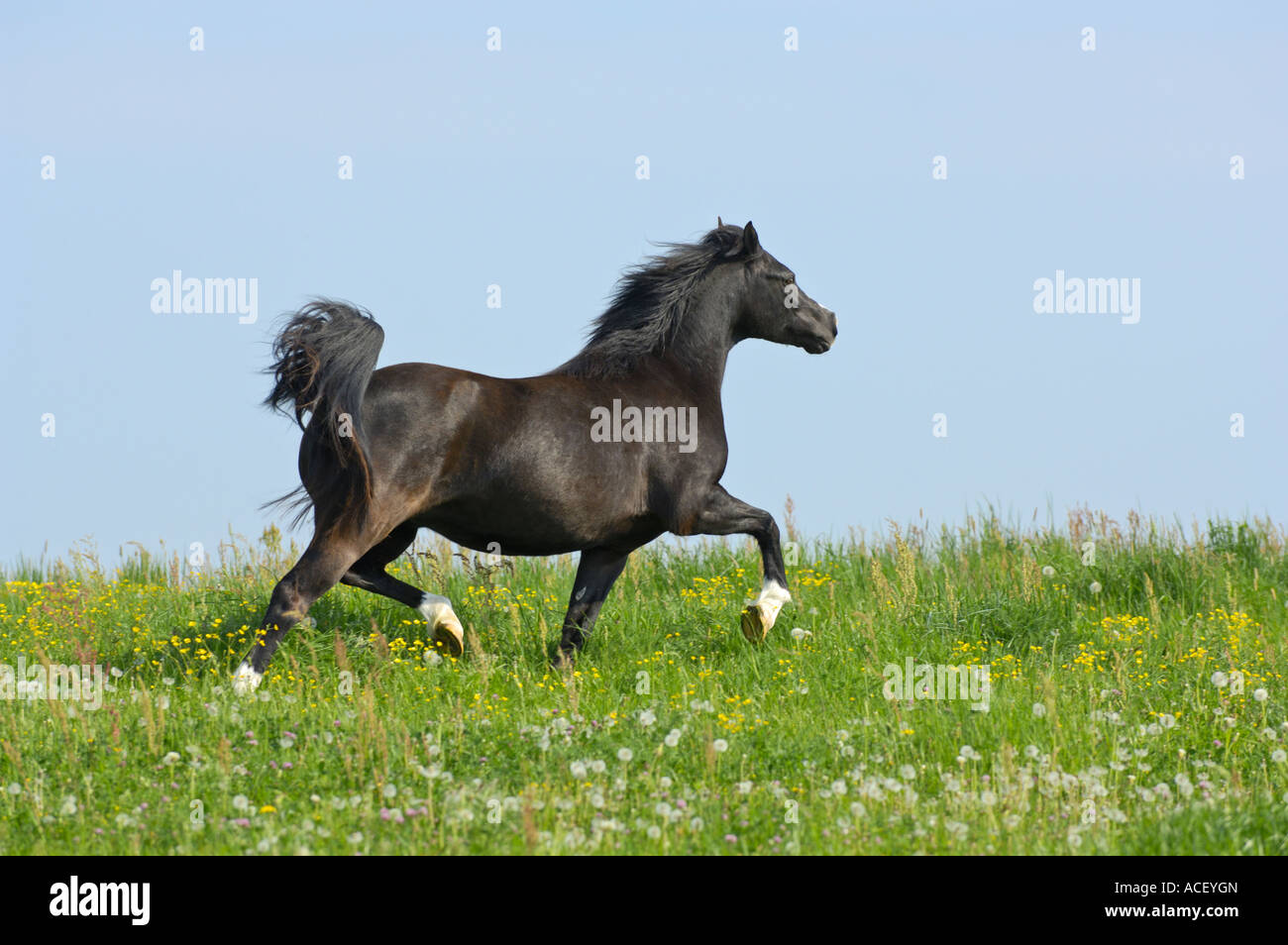 Welsh B pony mare trotting in a meadow Stock Photo - Alamy