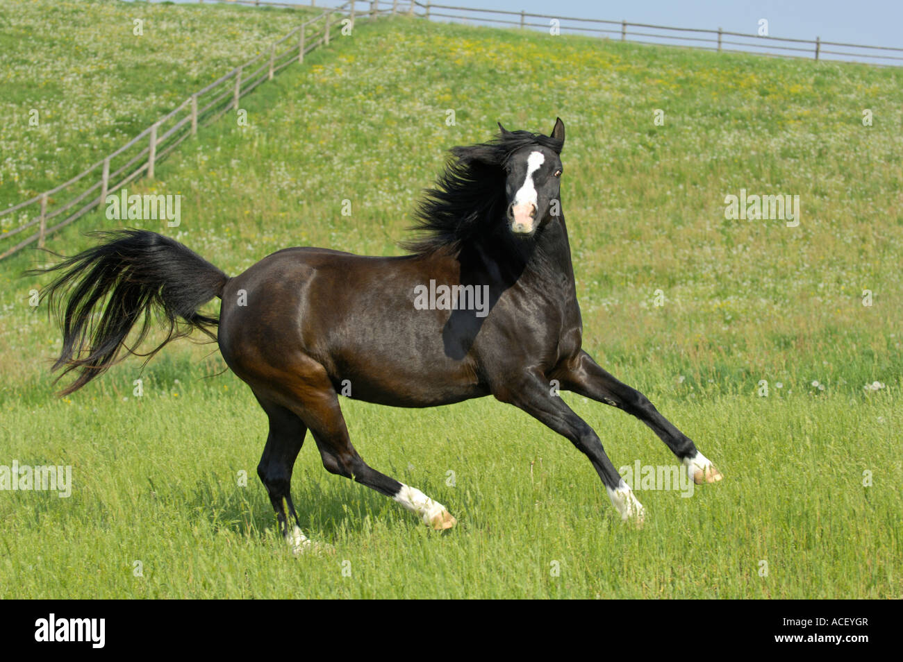 Welsh B pony mare Stock Photo - Alamy