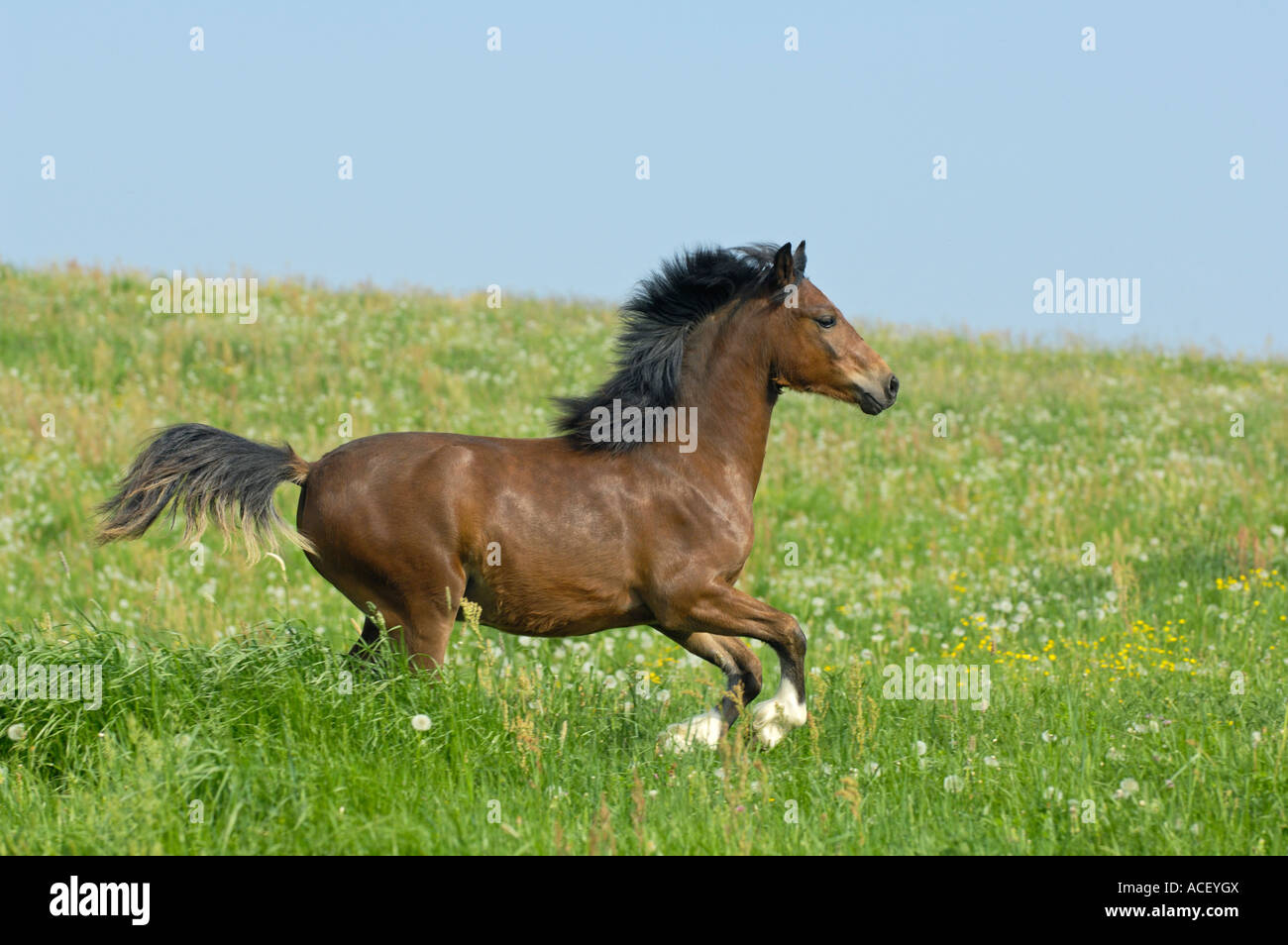 Welsh C pony yearling stallion galloping in a meadow Stock Photo - Alamy