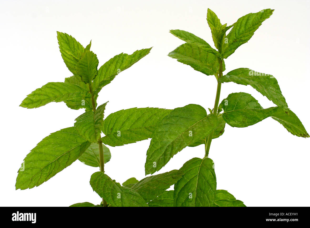 Mint Mentha sp Stock Photo - Alamy