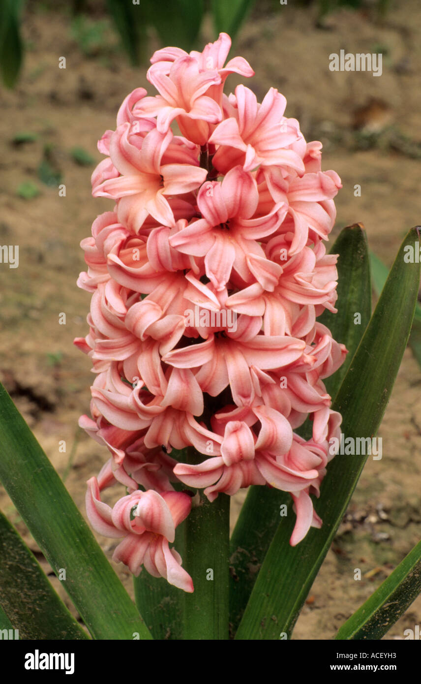 Anna marie hi-res stock photography and images - Alamy
