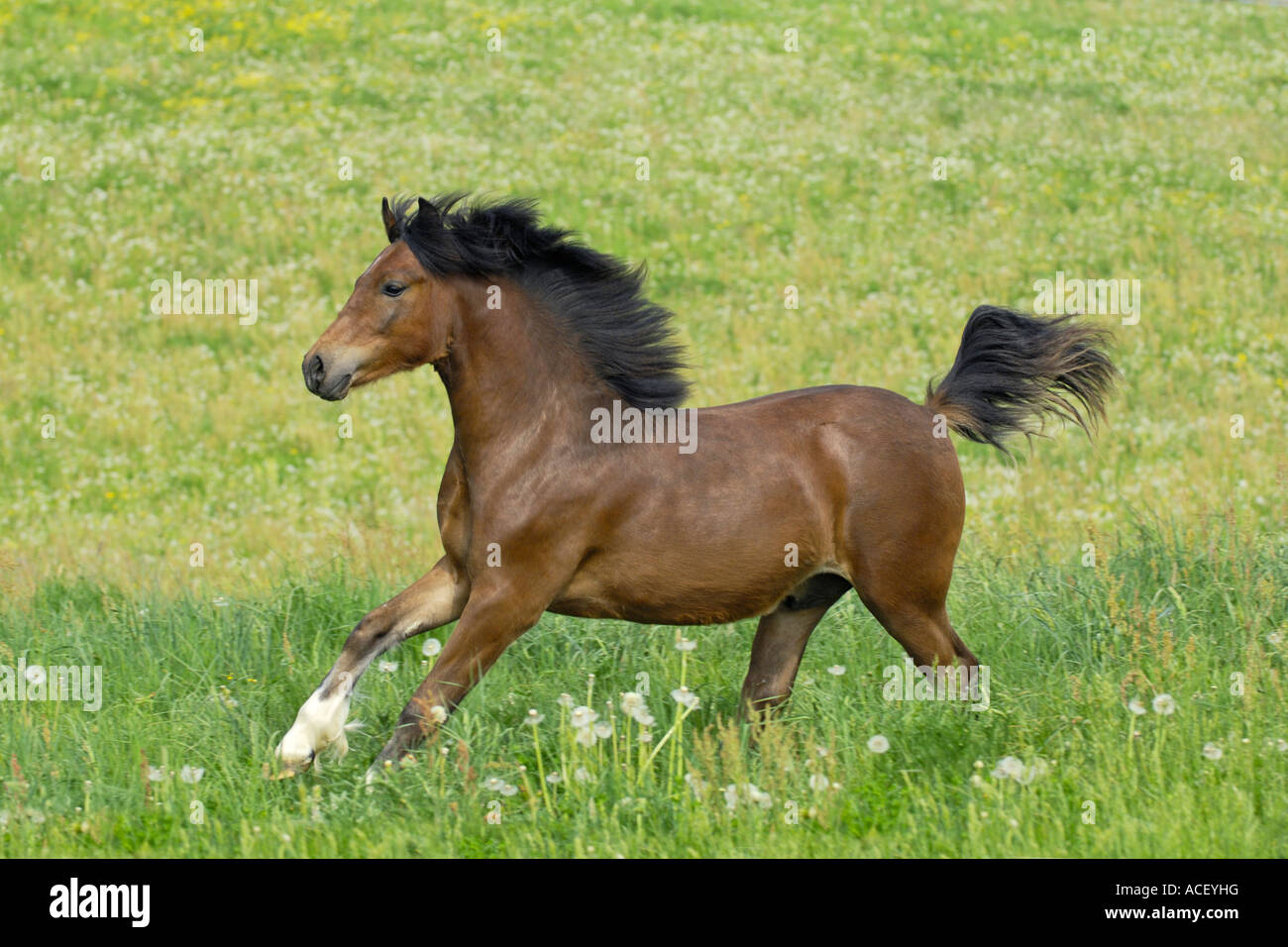 Welsh C pony yearling stallion galloping in a meadow Stock Photo - Alamy