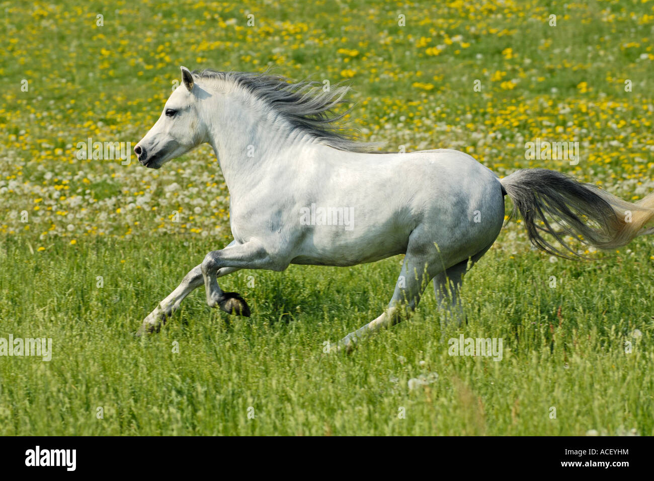 Stallion galloping in a paddock hi-res stock photography and images - Alamy