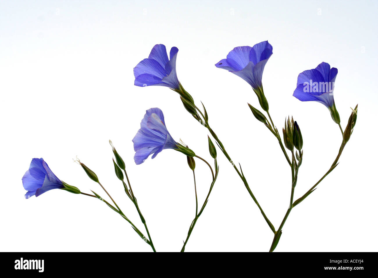 Common flax Linum usitatissimum Stock Photo - Alamy