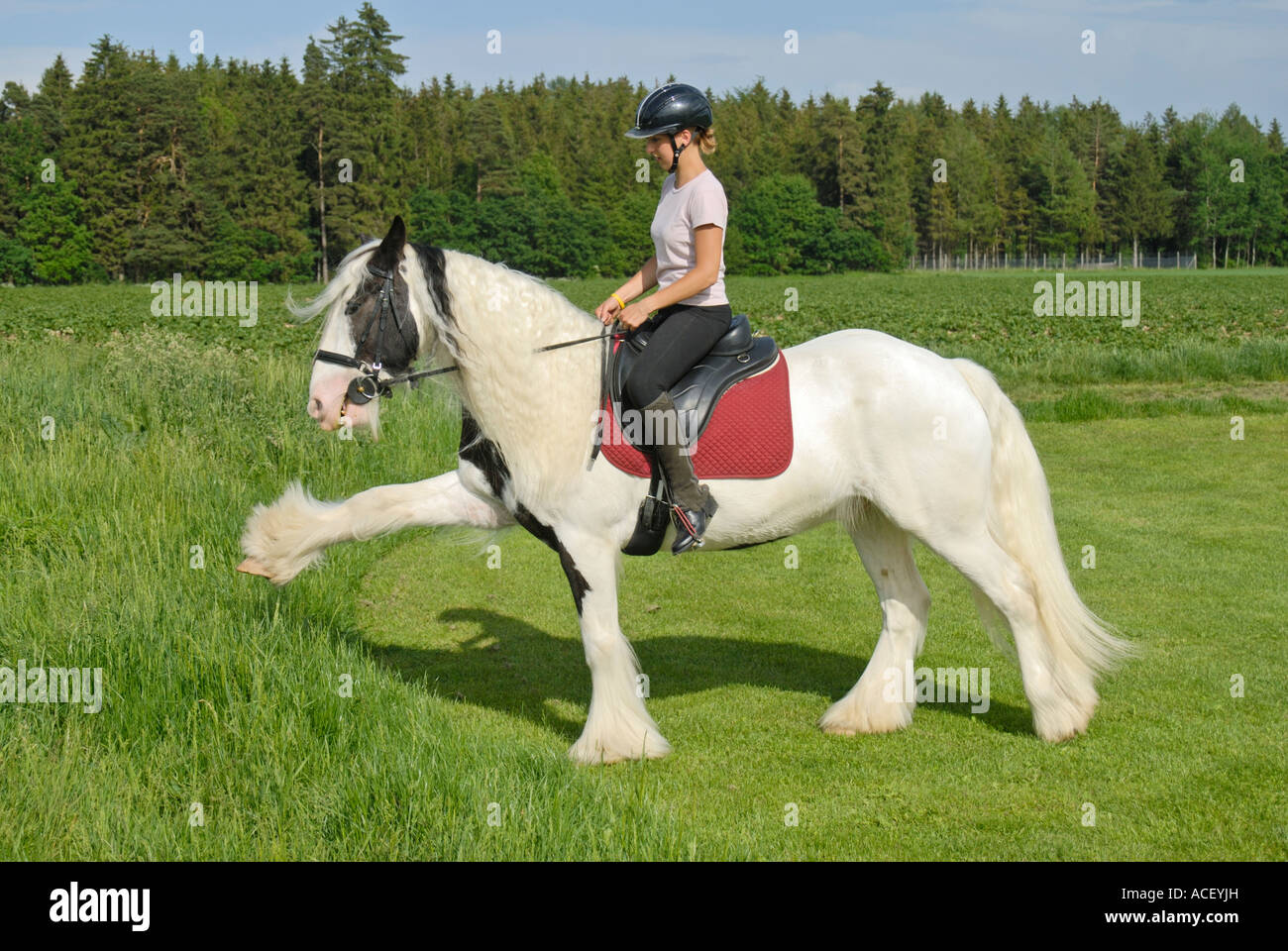 Irish tinker pony hi-res stock photography and images - Alamy