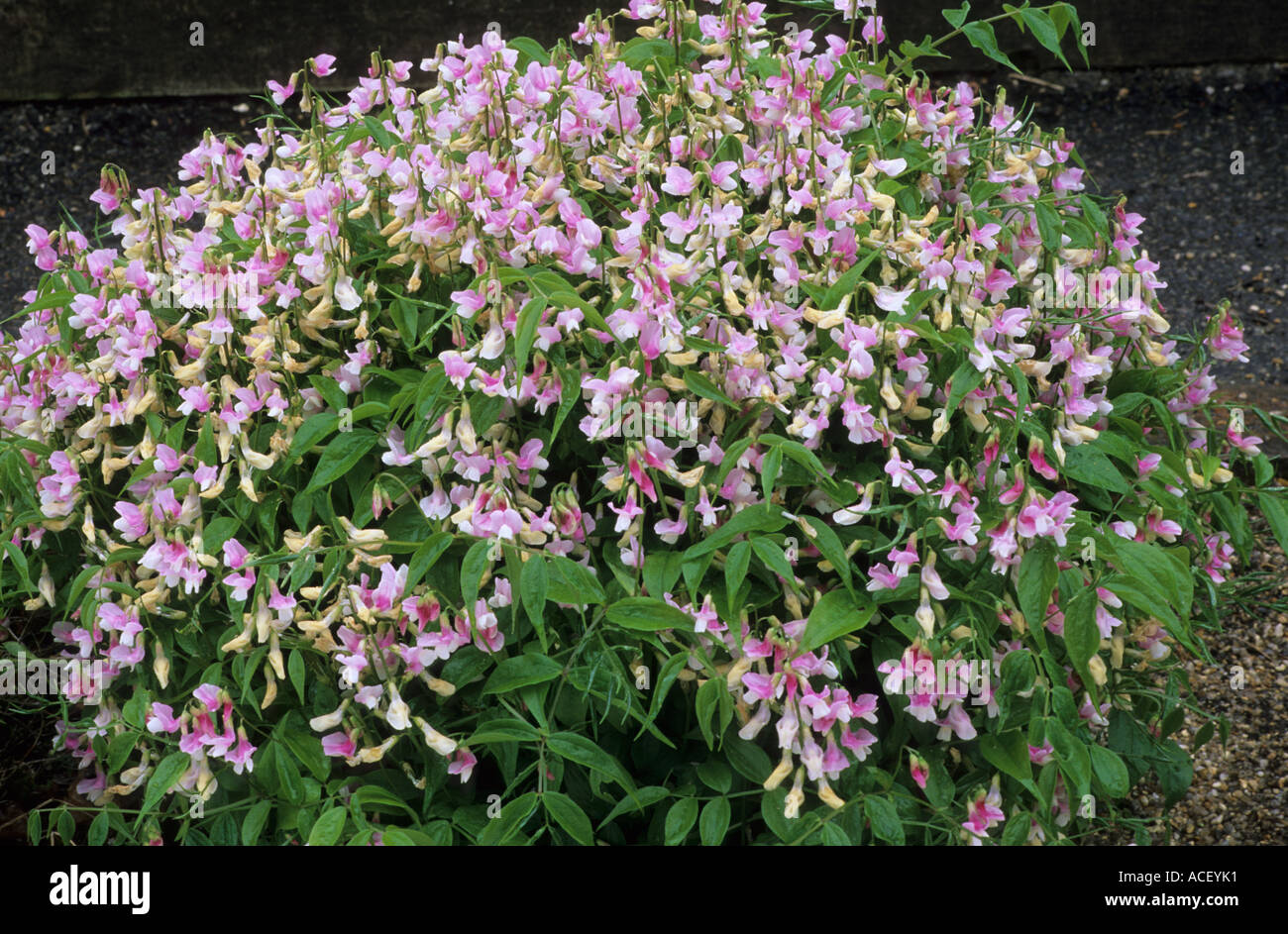 Lathyrus vernus ‘alboroseus hi-res stock photography and images - Alamy