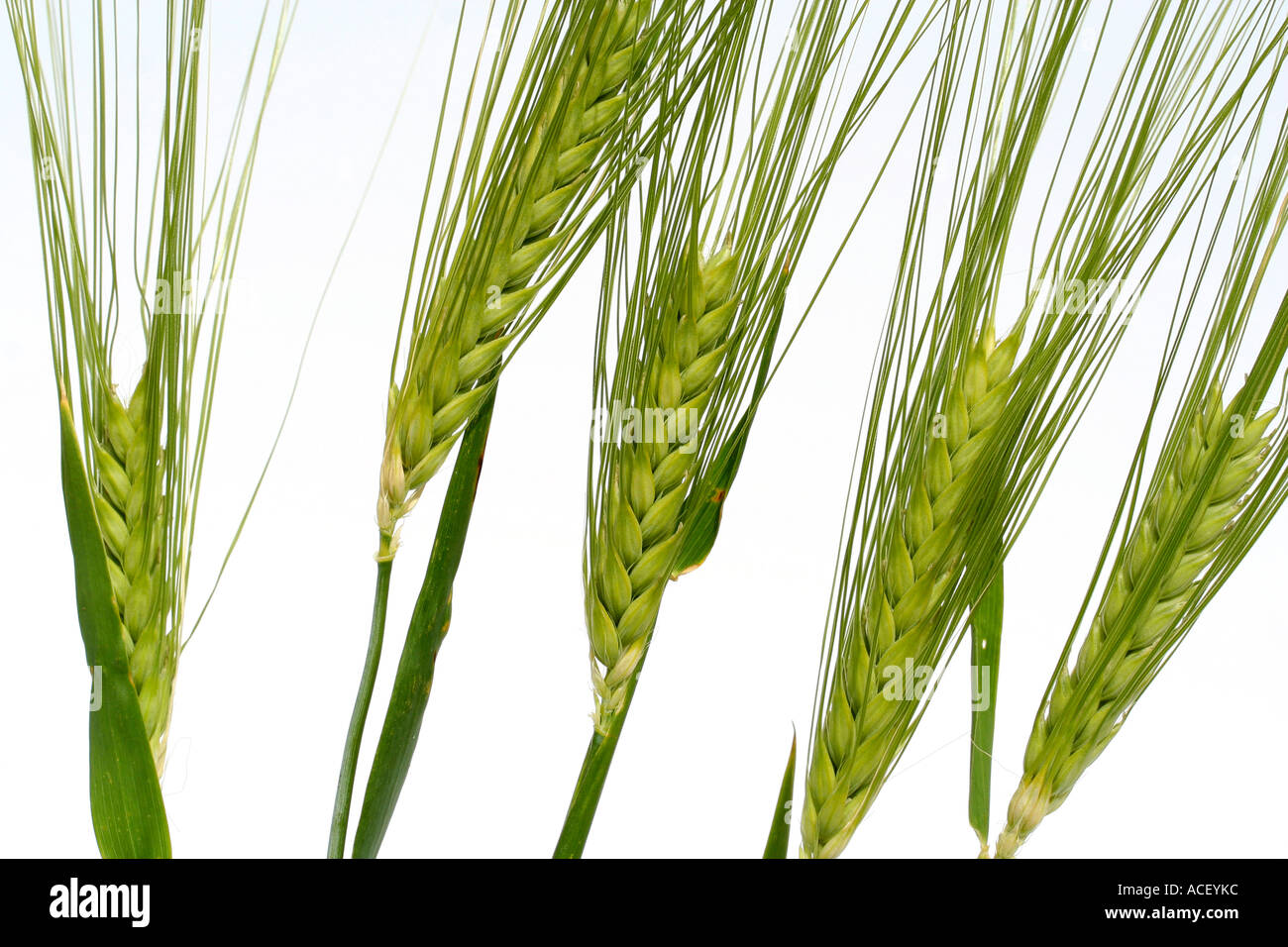 Barley Hordeum vulgare Stock Photo - Alamy
