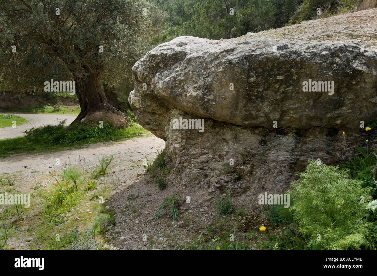 Olive tree (Olea europaea) and rock, near Antifonitis monastery ...