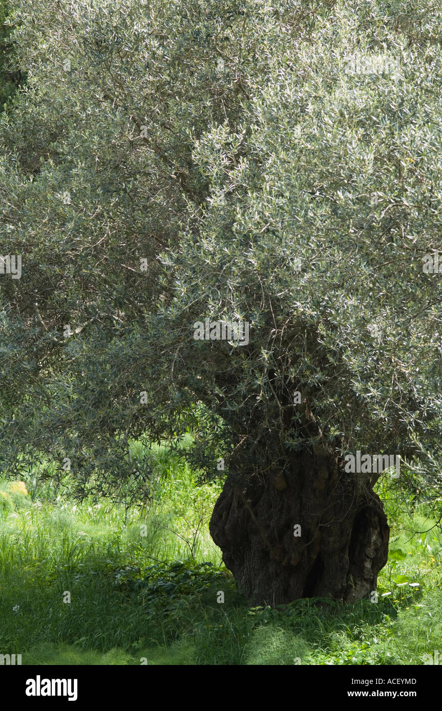 Olive tree Olea europaea, near Antifonitis monastery, Kyrenia hills ...